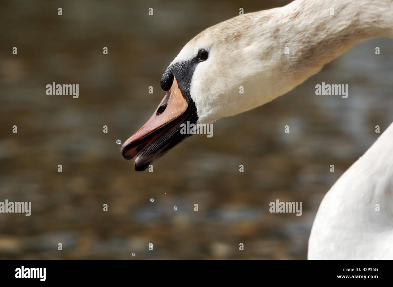 Schwabel hi-res stock photography and images - Alamy