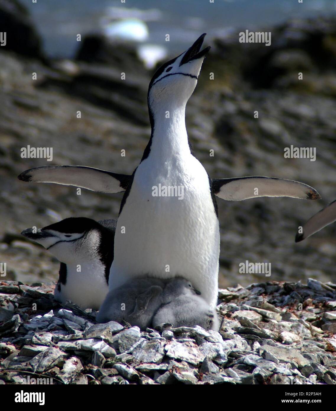 Bawler hi-res stock photography and images - Alamy