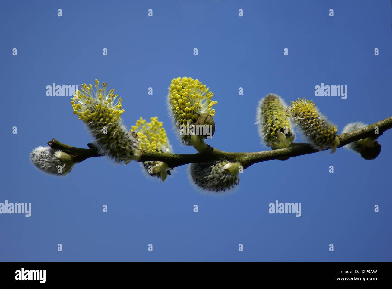 signs of spring Stock Photo - Alamy