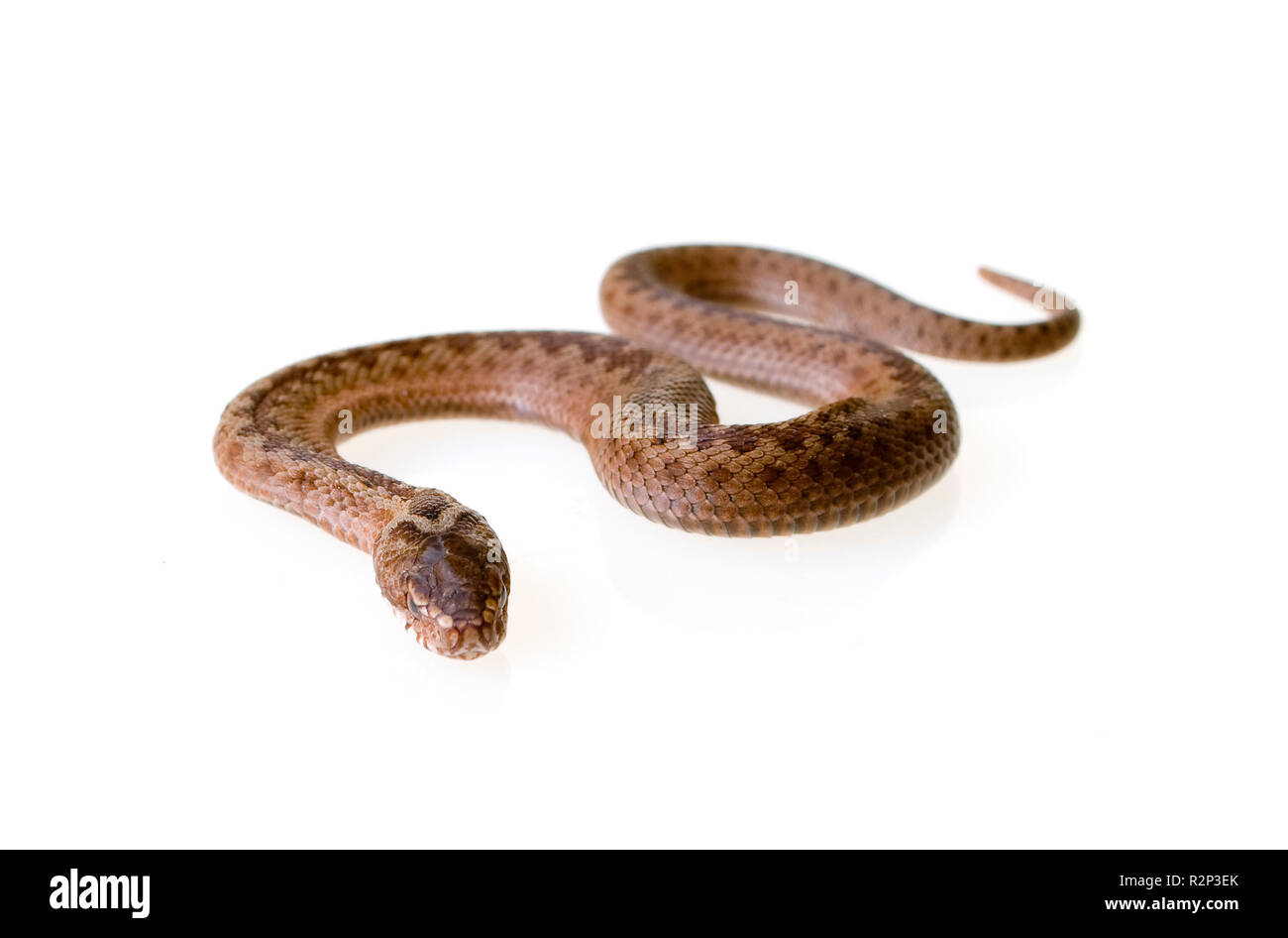 Young adder Cut Out Stock Images & Pictures - Alamy