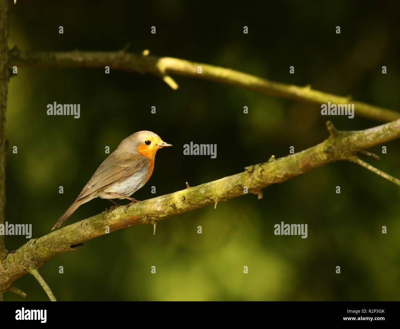 Robin brown hi-res stock photography and images - Alamy