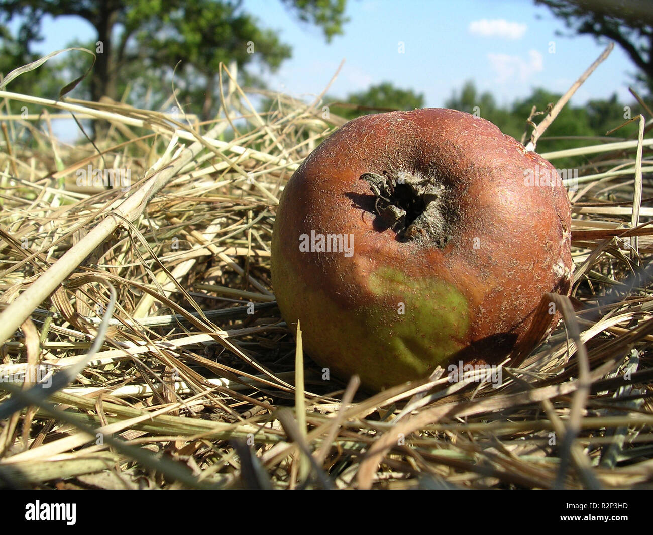 Rotten straw hi-res stock photography and images - Alamy