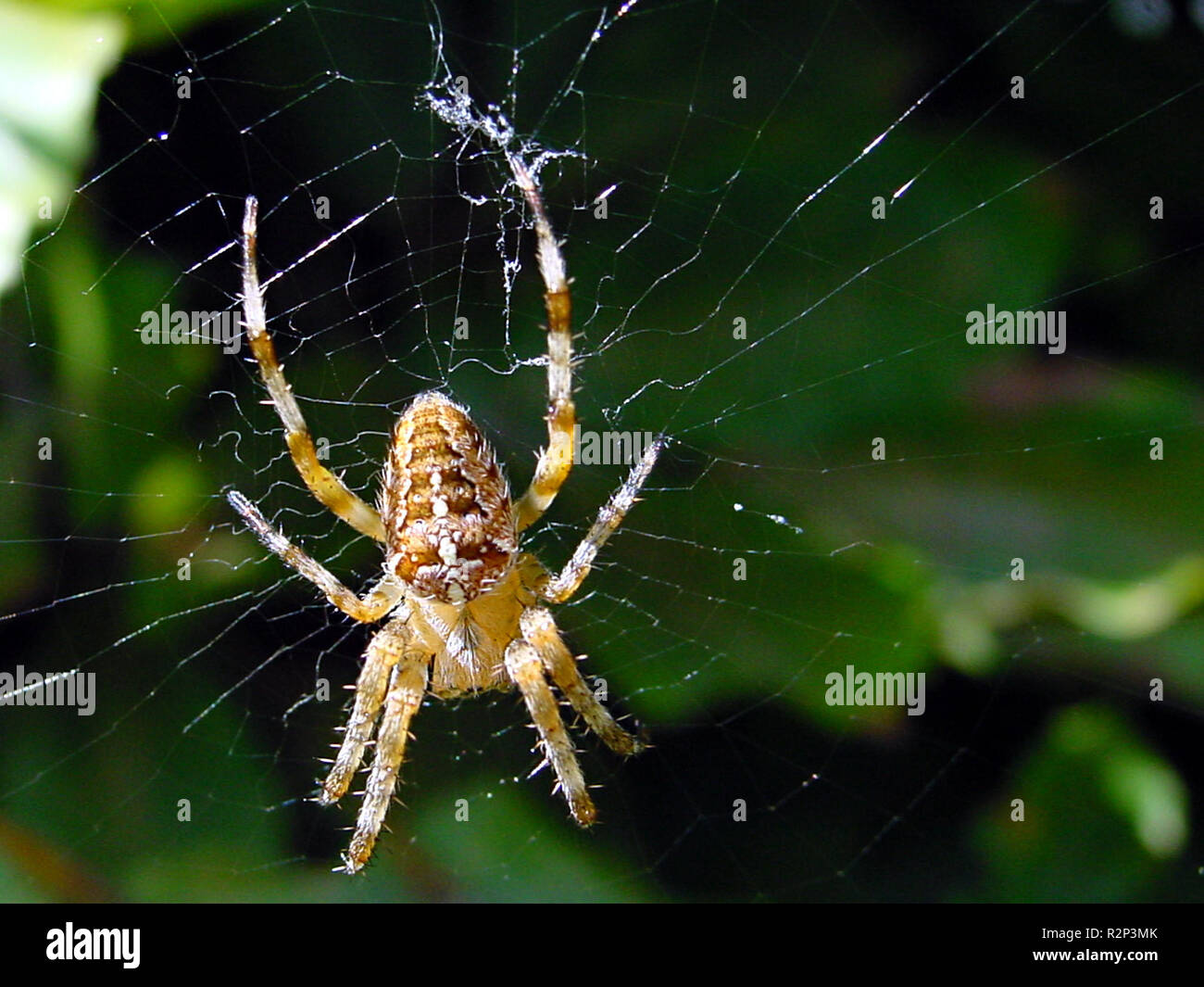 cross spider in its web Stock Photo - Alamy