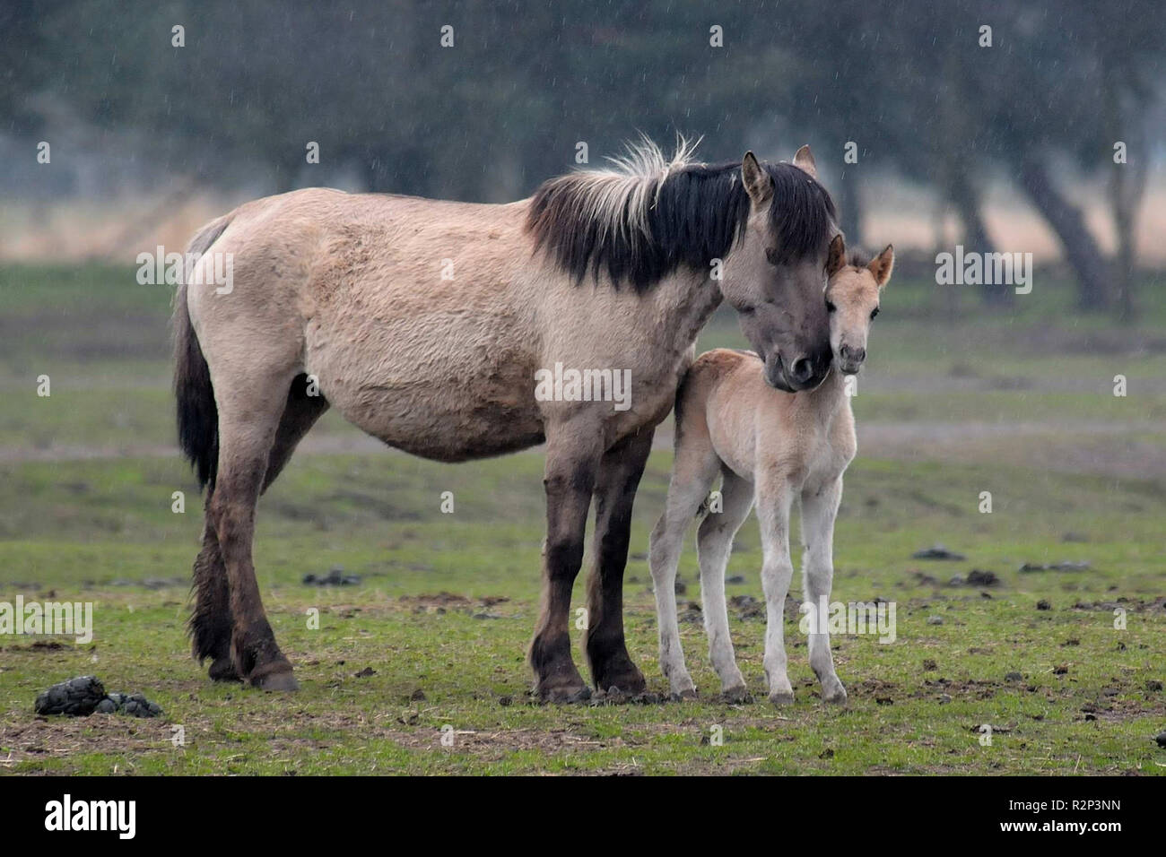 The family idyll hi-res stock photography and images - Alamy