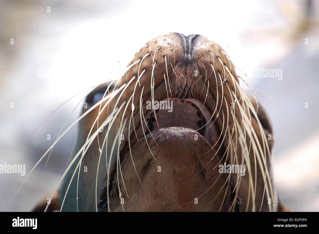 Animal mammal seal muzzle hi-res stock photography and images - Alamy