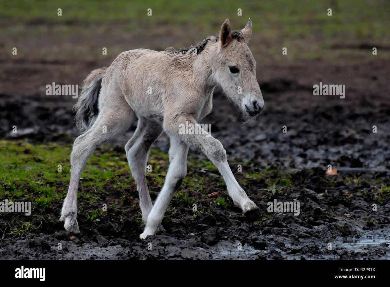 First step horses hi-res stock photography and images - Alamy