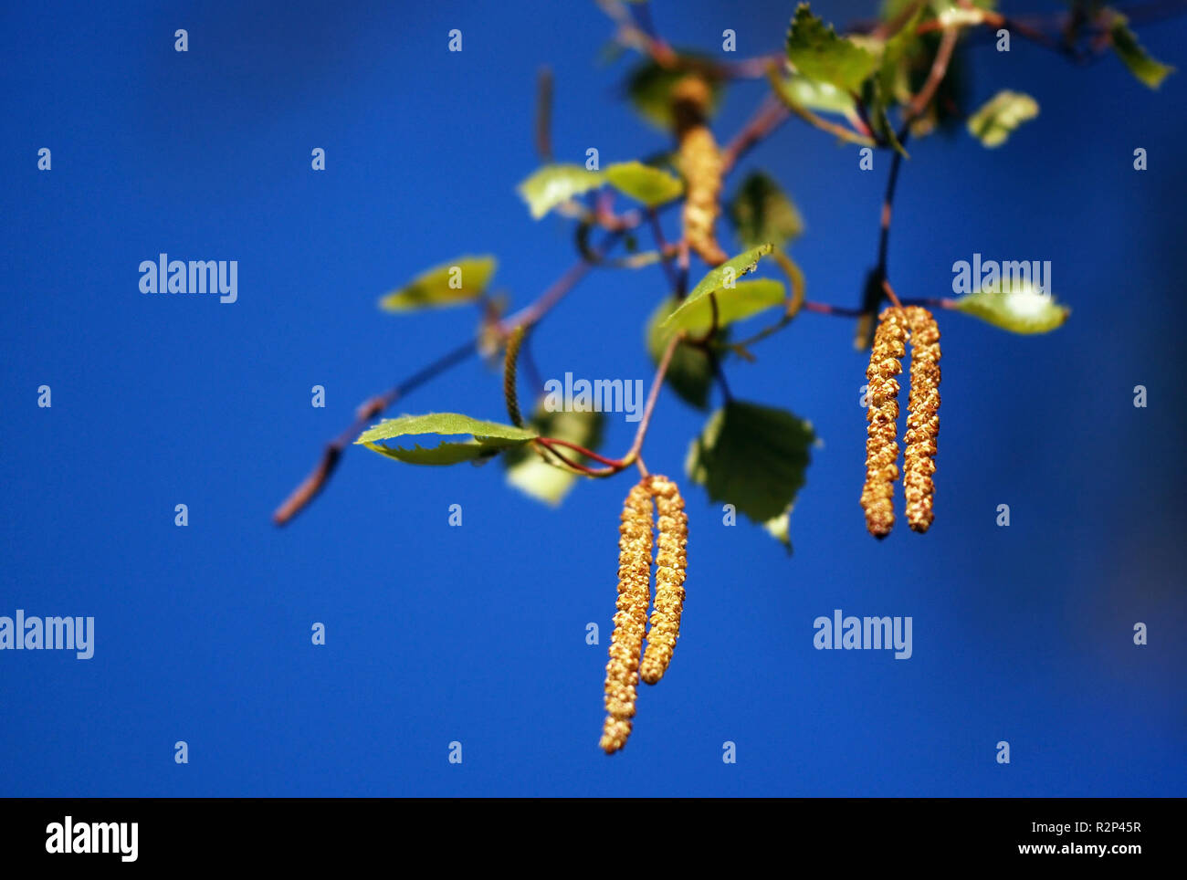 Disease birch hi-res stock photography and images - Alamy
