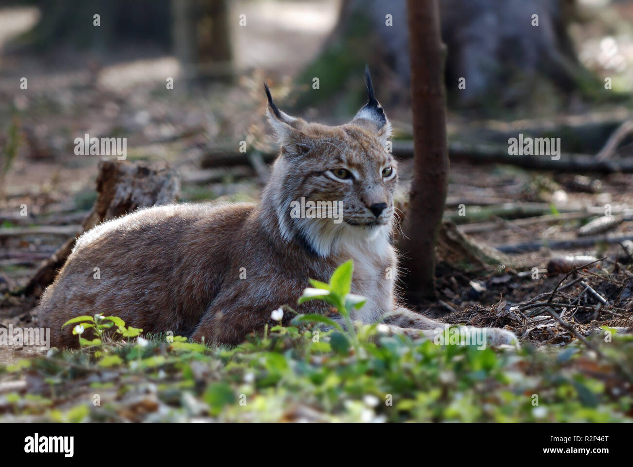 Big grin animals hi-res stock photography and images - Alamy