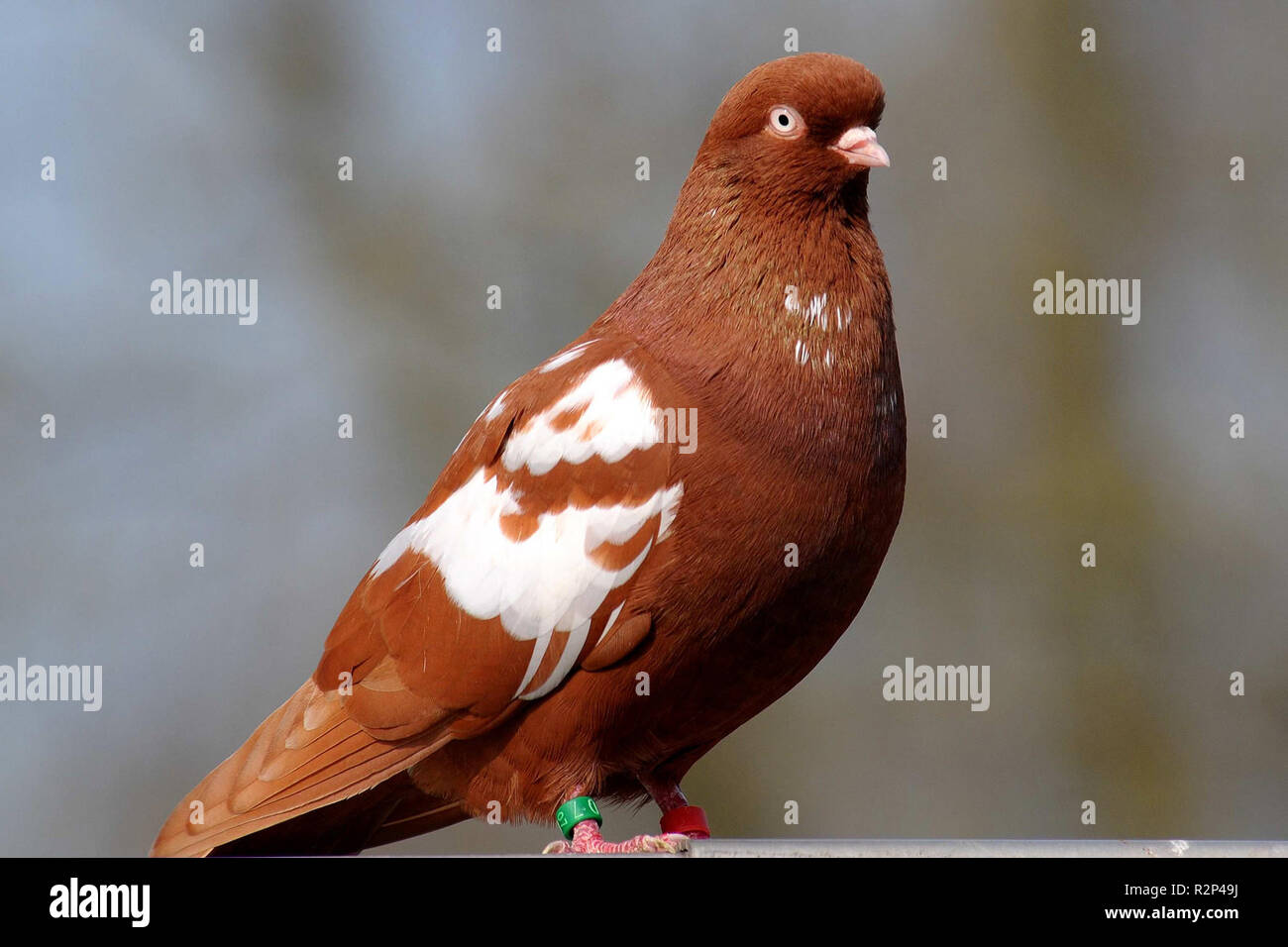 Portuguese animals hi-res stock photography and images - Alamy