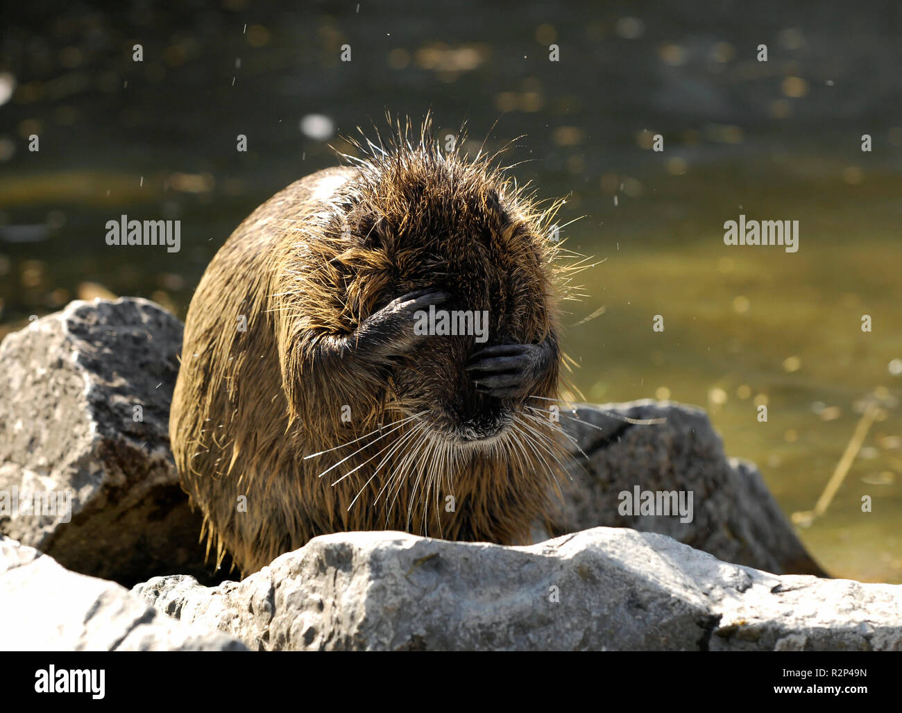 Celestial teeth hi-res stock photography and images - Alamy