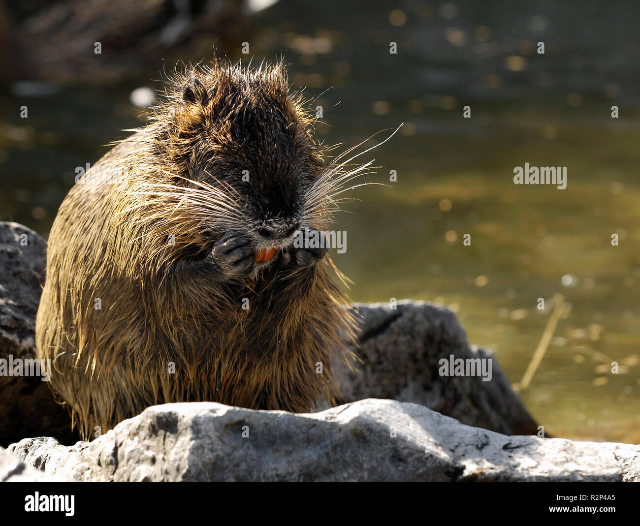 Nutria rodent teeth hi-res stock photography and images - Alamy