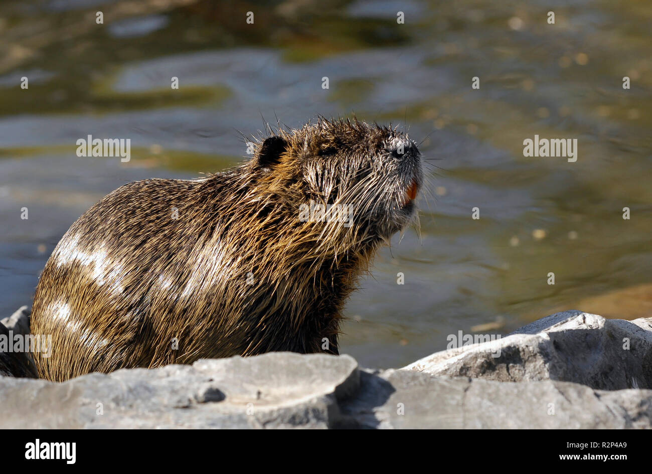 Nutria rodent teeth hi-res stock photography and images - Alamy