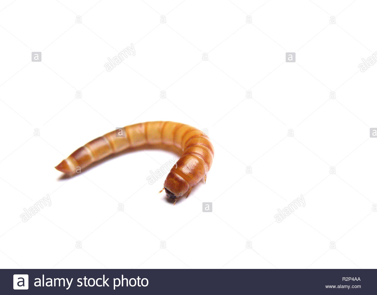 Mealworm Larva Stock Photos & Mealworm Larva Stock Images - Alamy