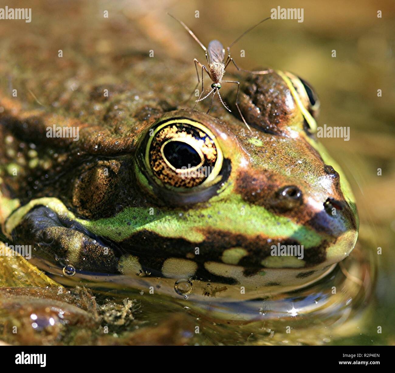 frog with accessories Stock Photo - Alamy