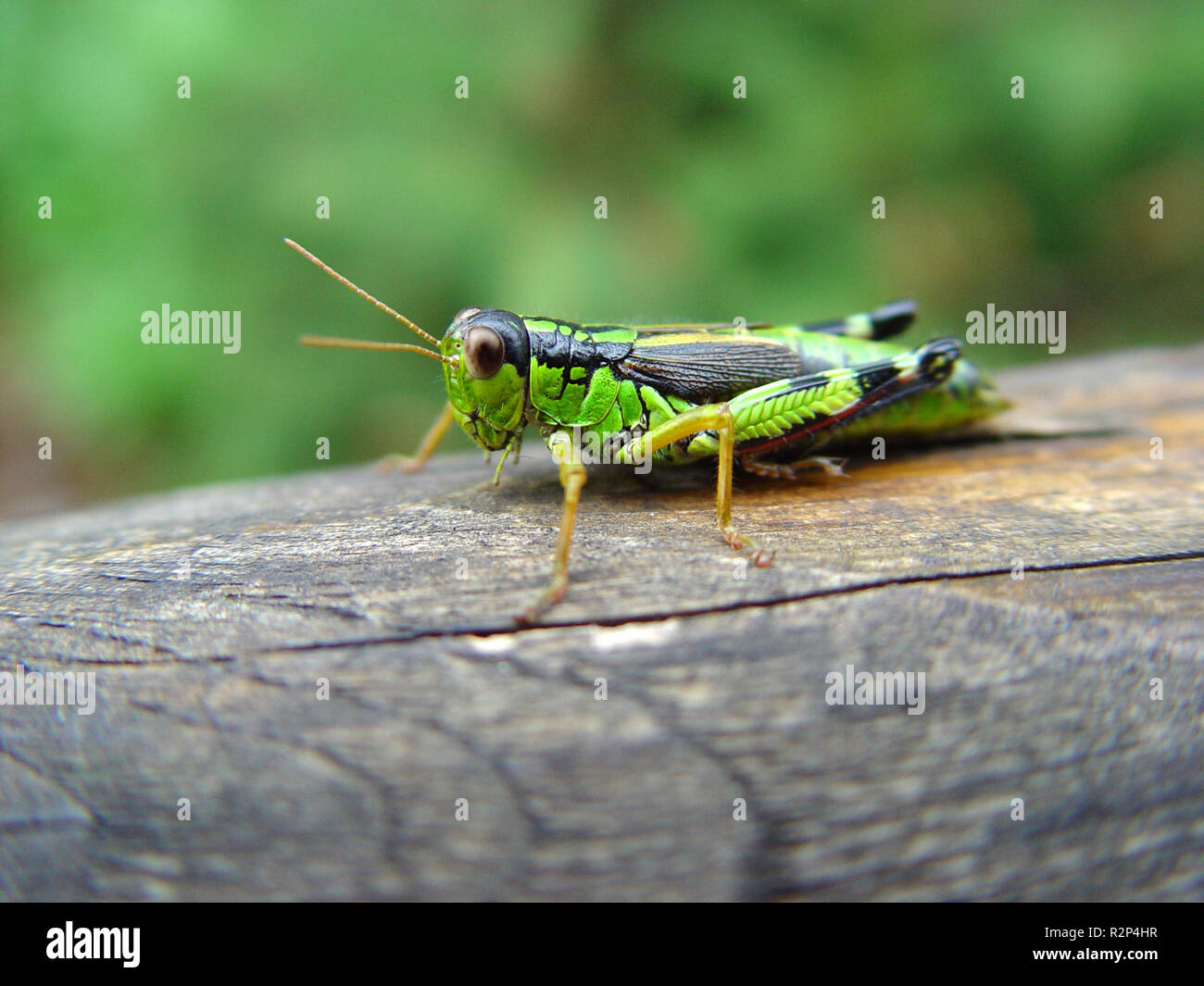 Cricket antenna hi-res stock photography and images - Alamy