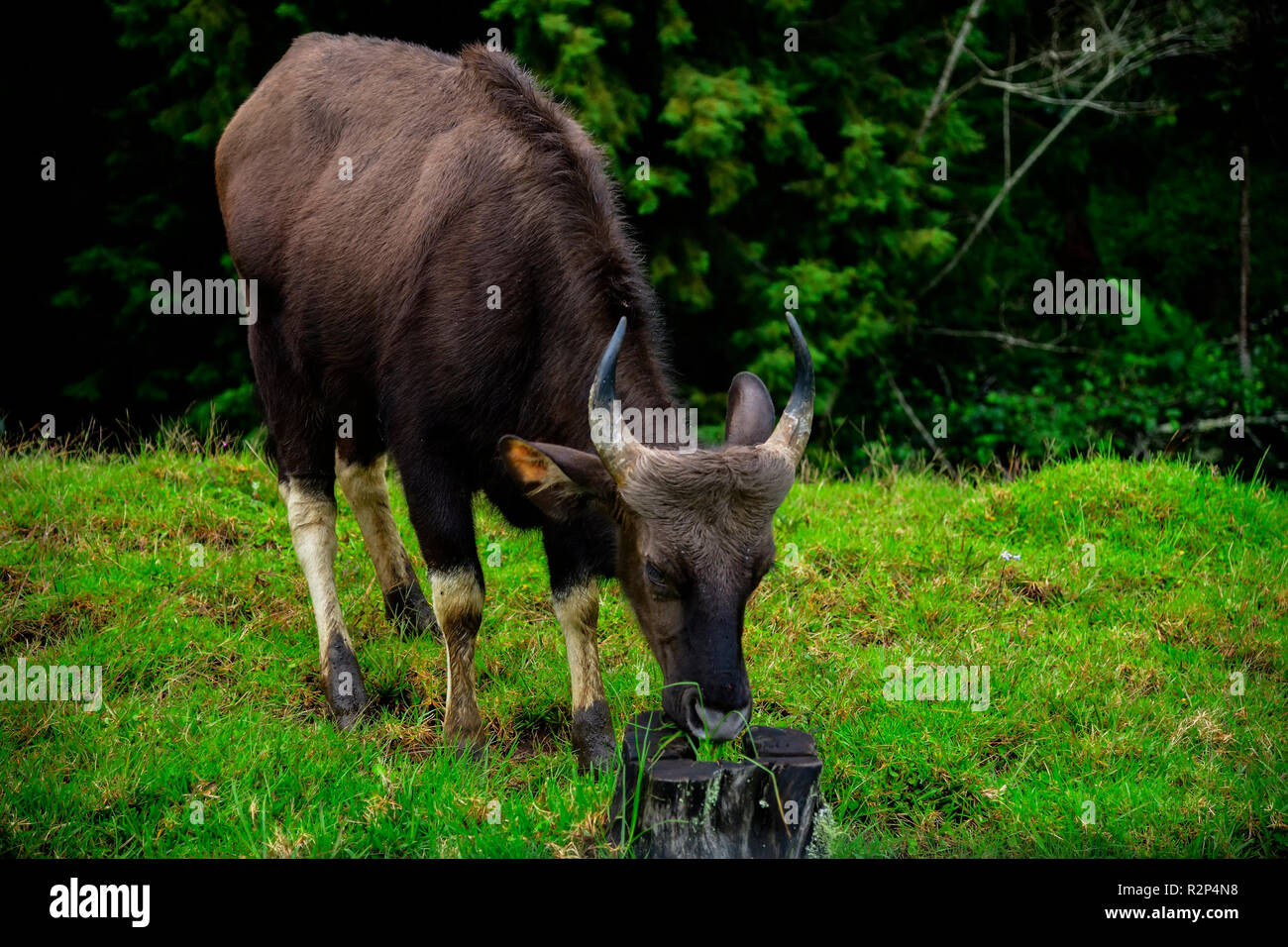 Tall large muscular hi-res stock photography and images - Alamy
