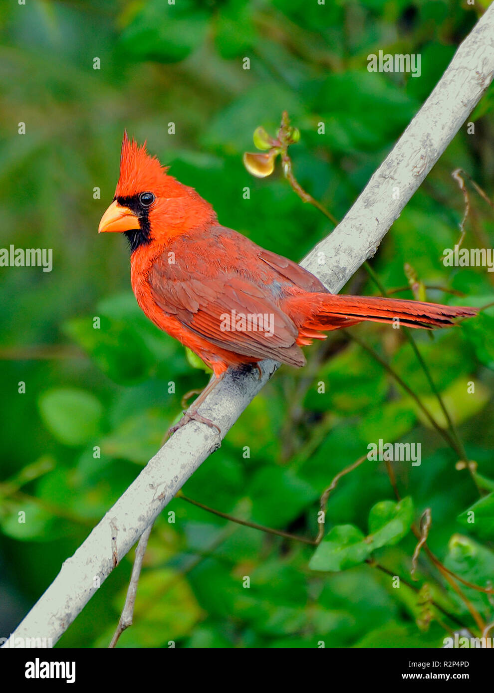 Cardinal singing hi-res stock photography and images - Alamy
