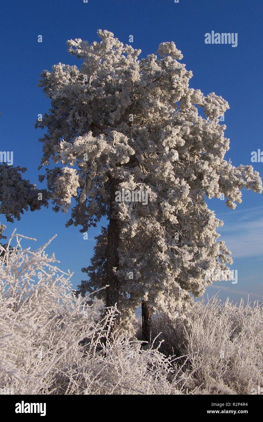 tree of ice Stock Photo - Alamy