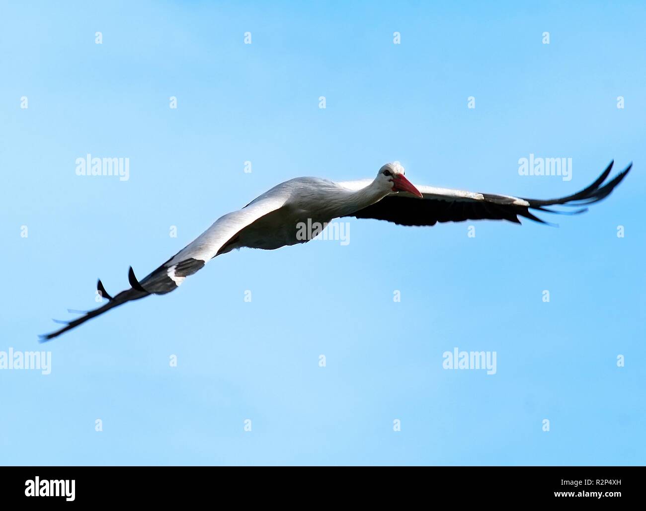 High elevation birds hi-res stock photography and images - Alamy
