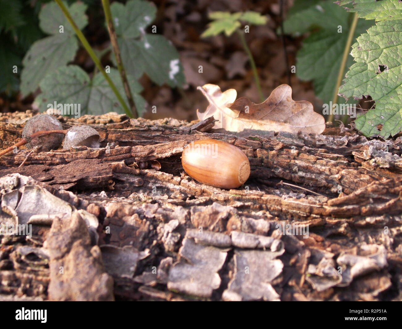 Acorn on tree hi-res stock photography and images - Alamy