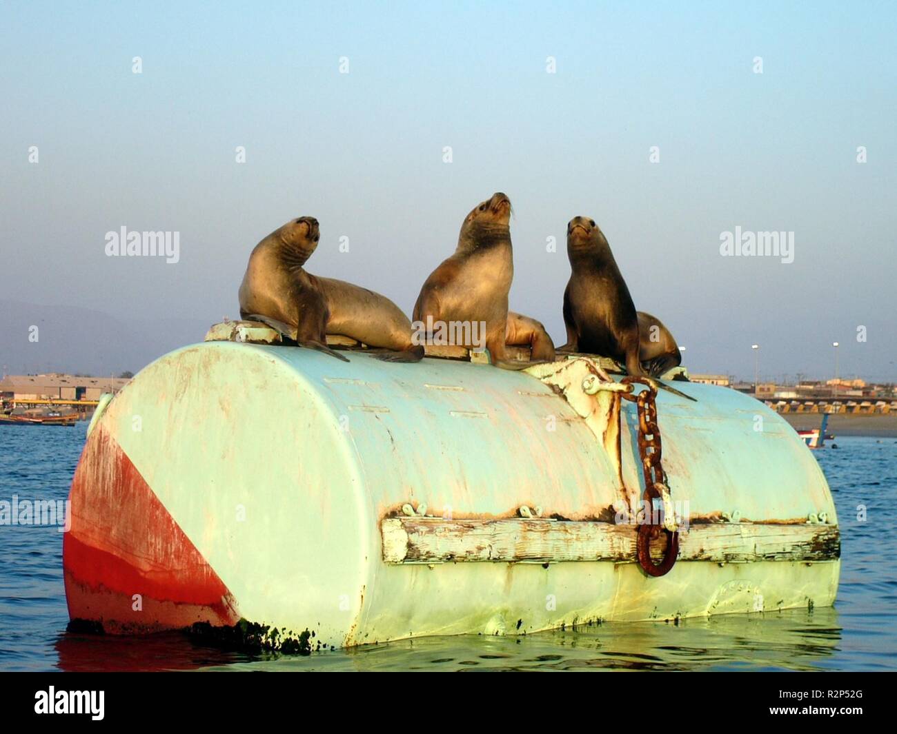 Sea lions sun bathing hi-res stock photography and images - Alamy
