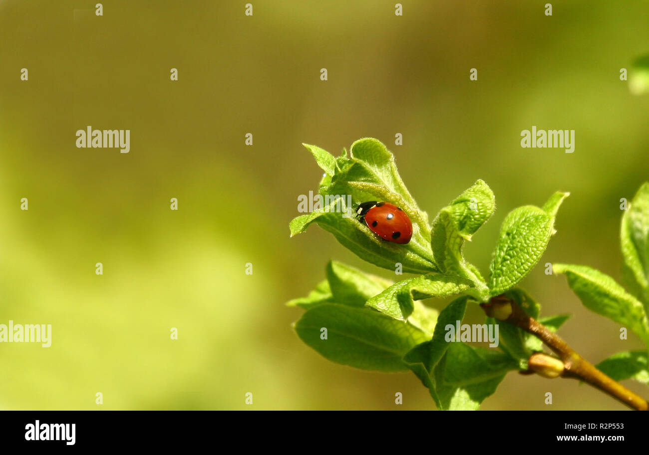 Native ladybug hi-res stock photography and images - Alamy
