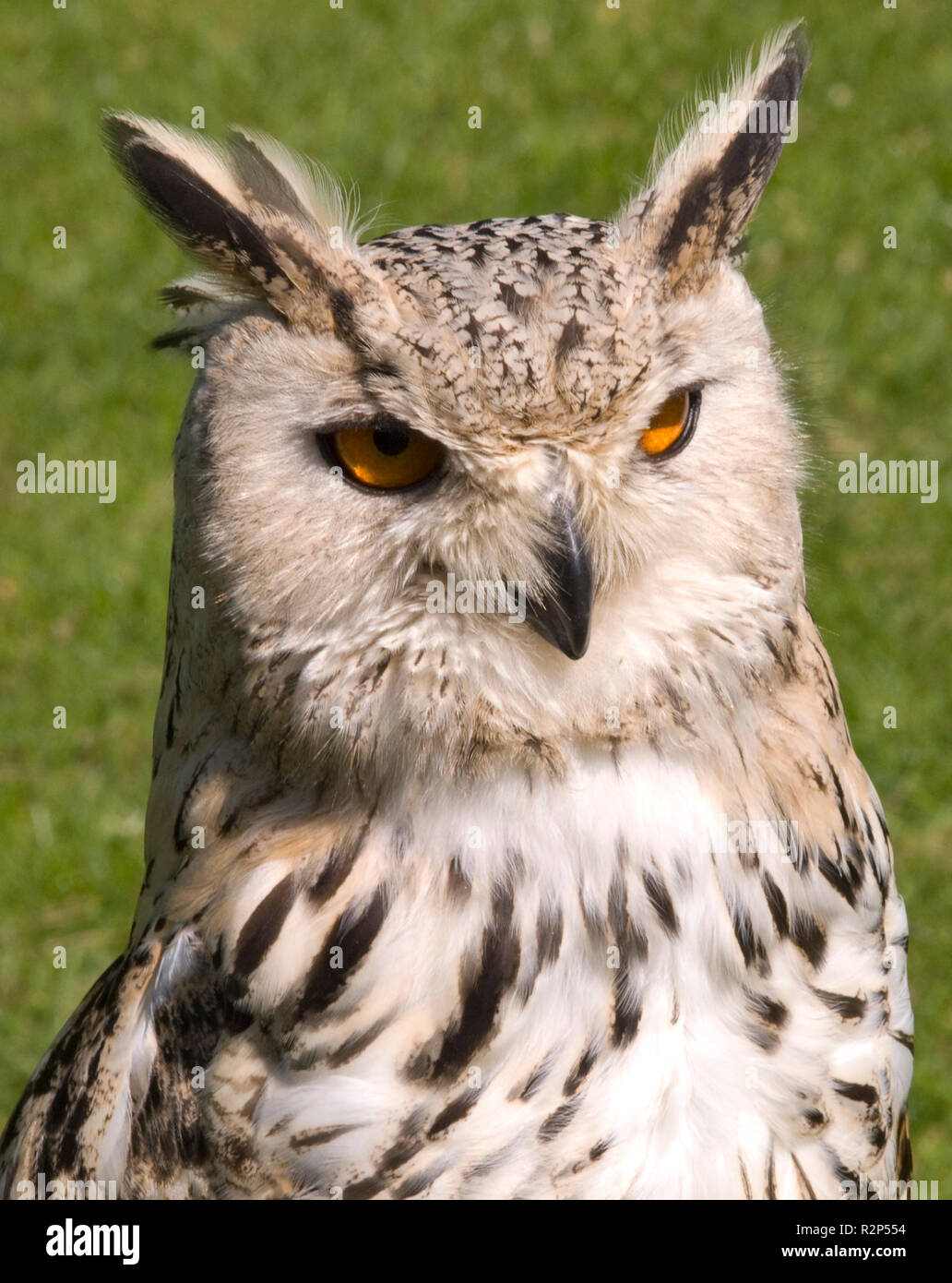 Nachteule hi-res stock photography and images - Alamy