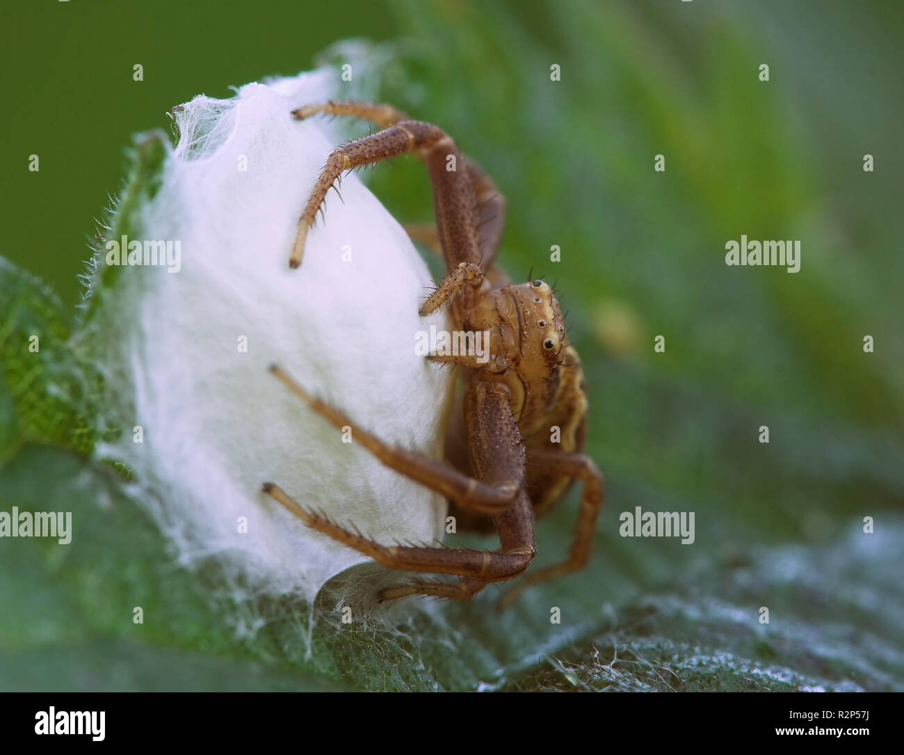 Children insect hunt hi-res stock photography and images - Alamy