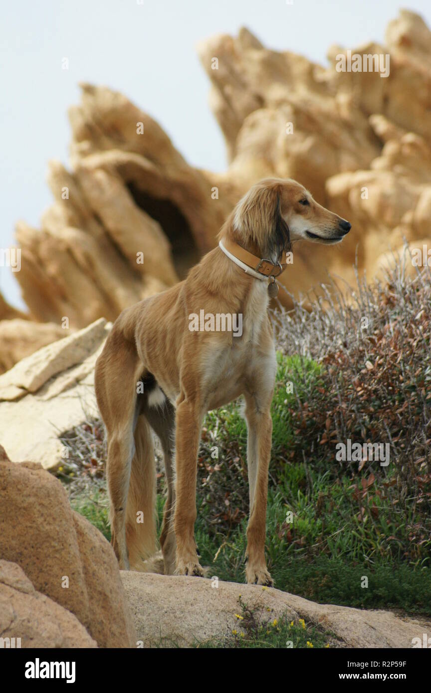 Greyhound rock hi-res stock photography and images - Alamy