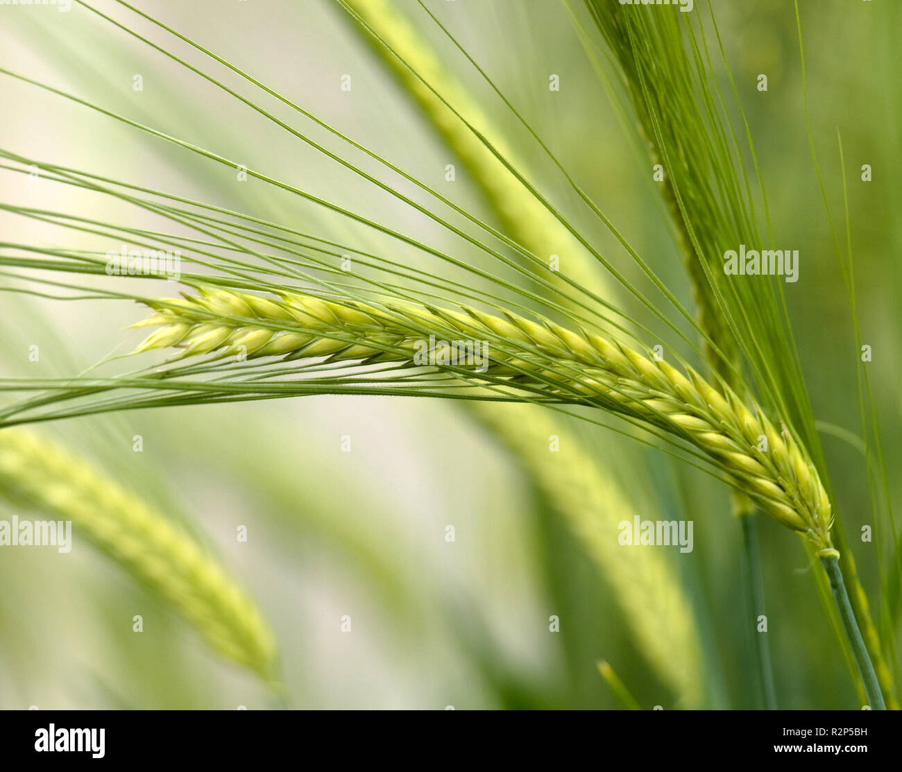 Hop spikes hi-res stock photography and images - Alamy