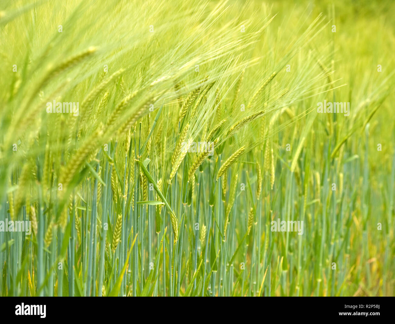 Hop spikes hi-res stock photography and images - Alamy