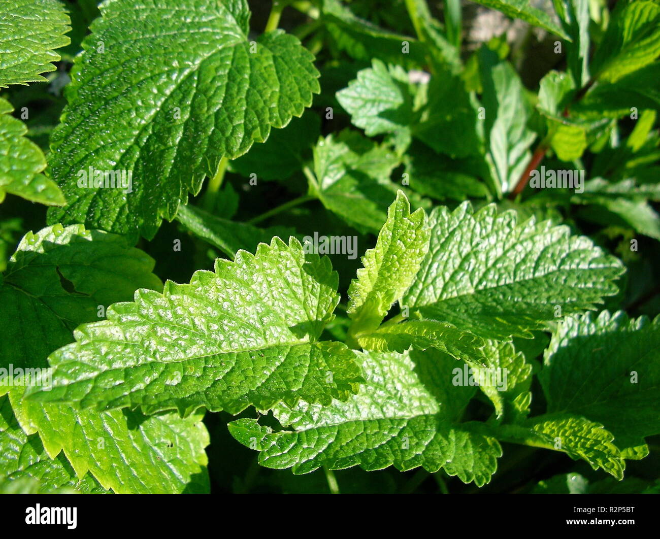 Balm mint plant hi-res stock photography and images - Alamy