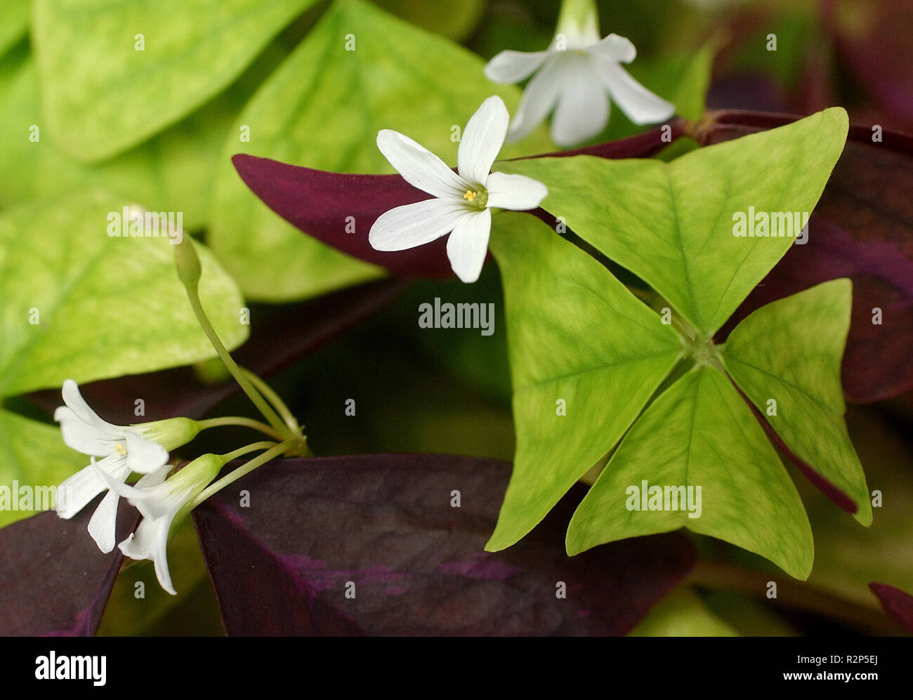 Luck flower hi-res stock photography and images - Alamy