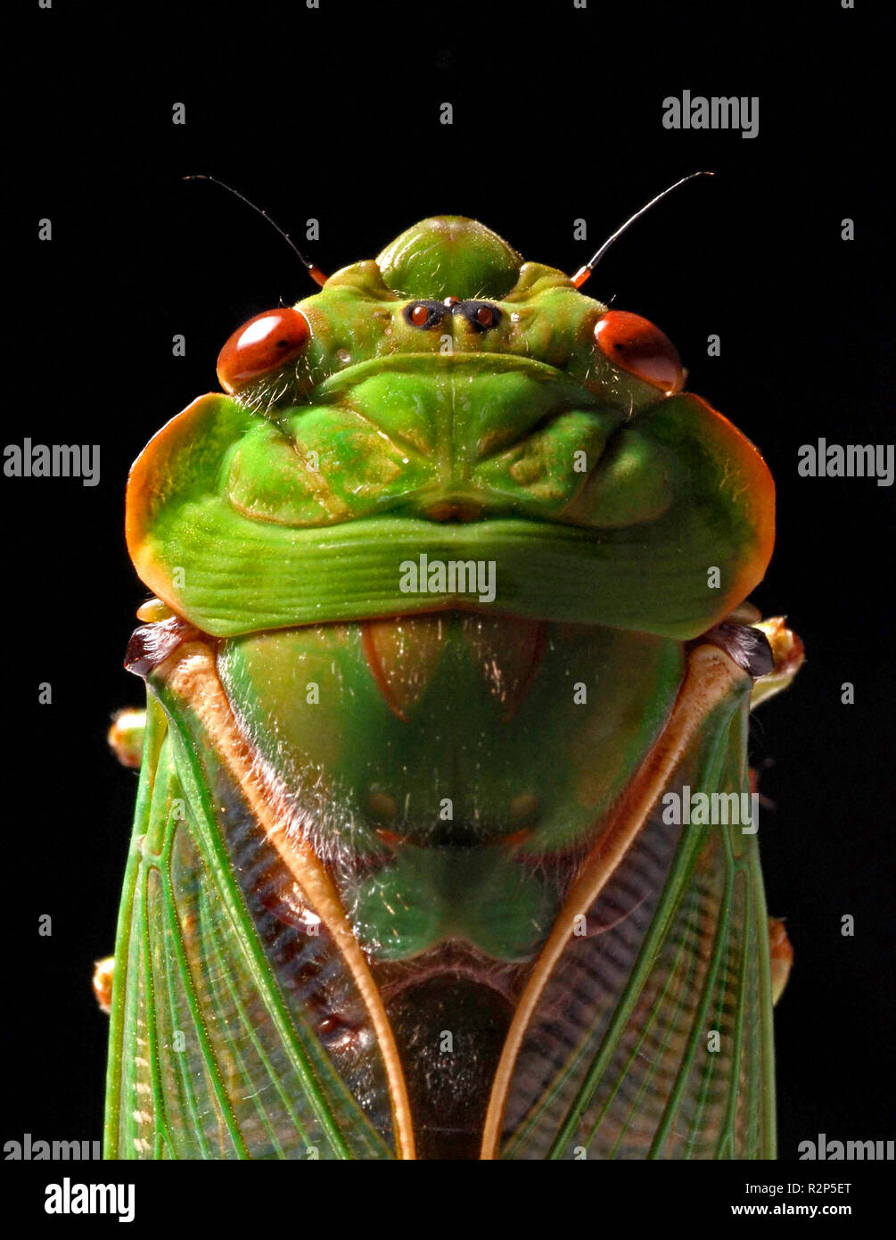 Arthropod eyes hi-res stock photography and images - Alamy