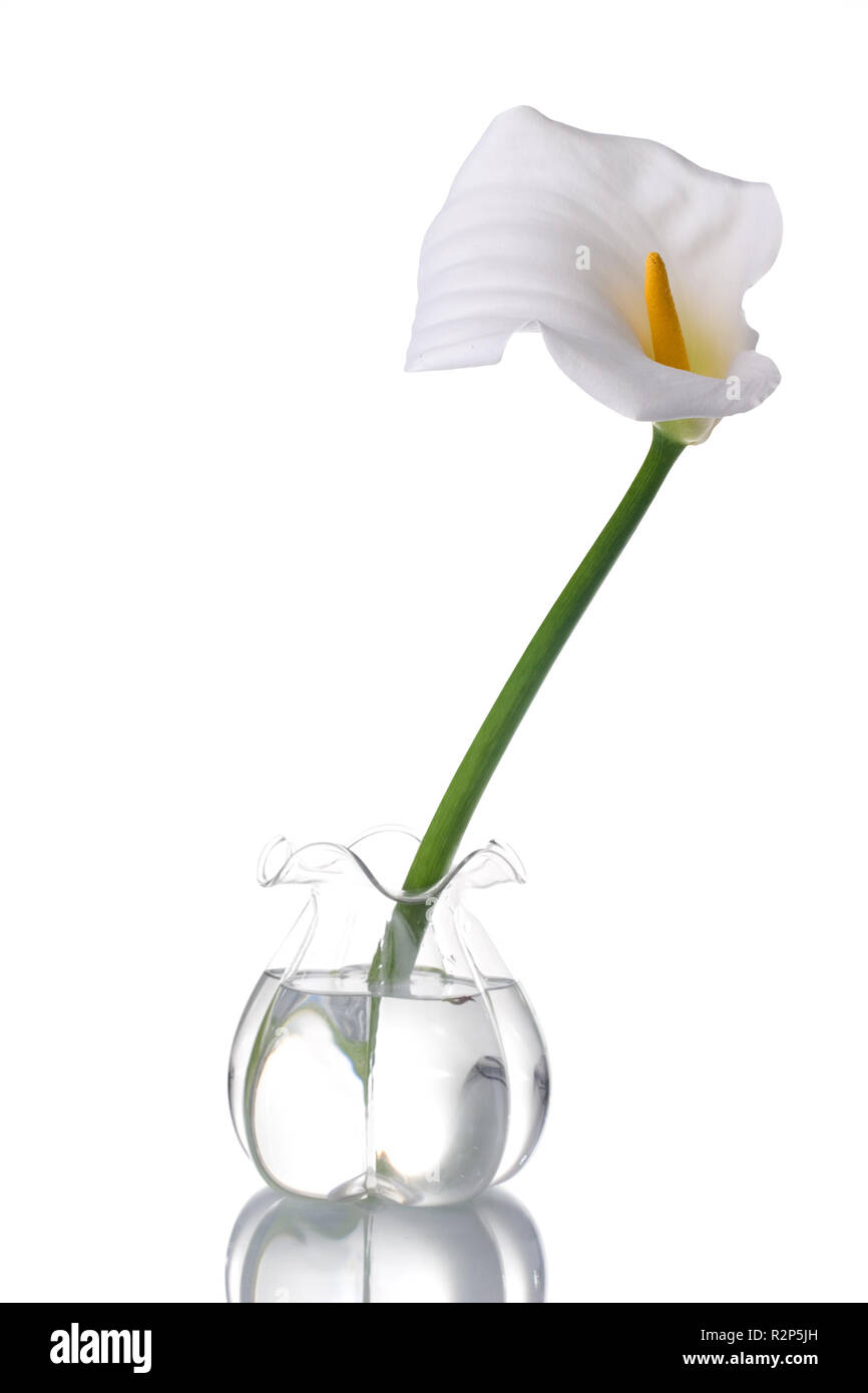 Open white petal formation hi-res stock photography and images - Alamy