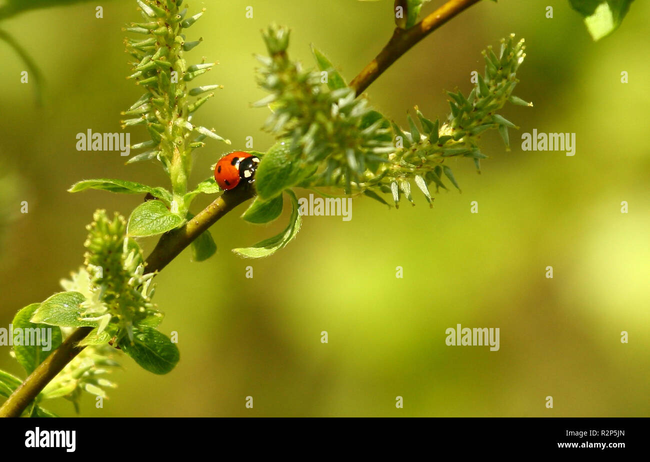 Native ladybug hi-res stock photography and images - Alamy