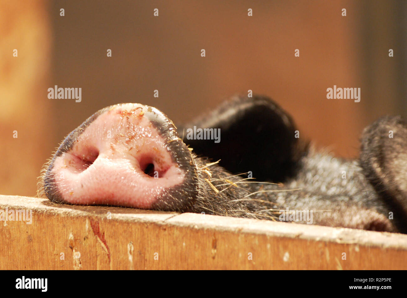 Stink pig hi-res stock photography and images - Alamy