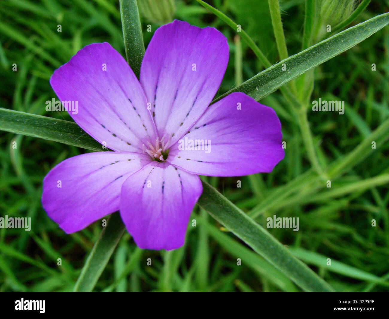 Korn Flower Stock Photos & Korn Flower Stock Images - Alamy