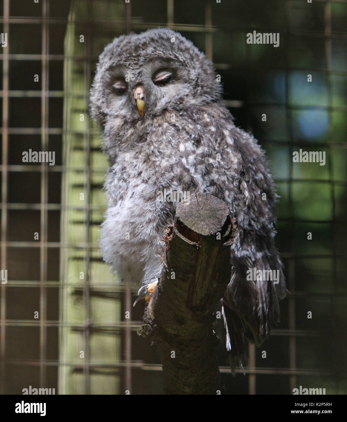 Eulenart High Resolution Stock Photography and Images - Alamy