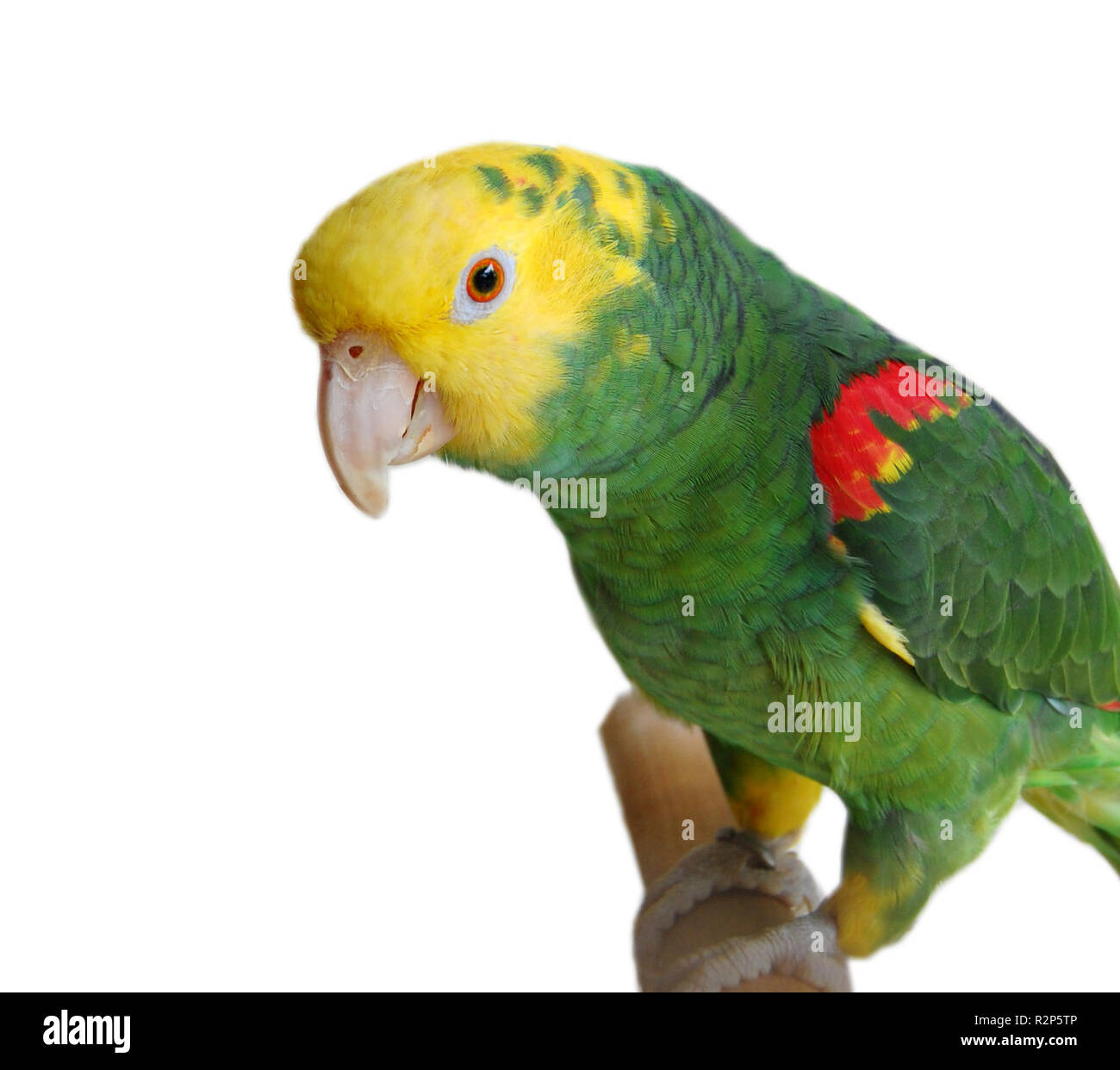Double yellow headed amazon parrot hi-res stock photography and images ...