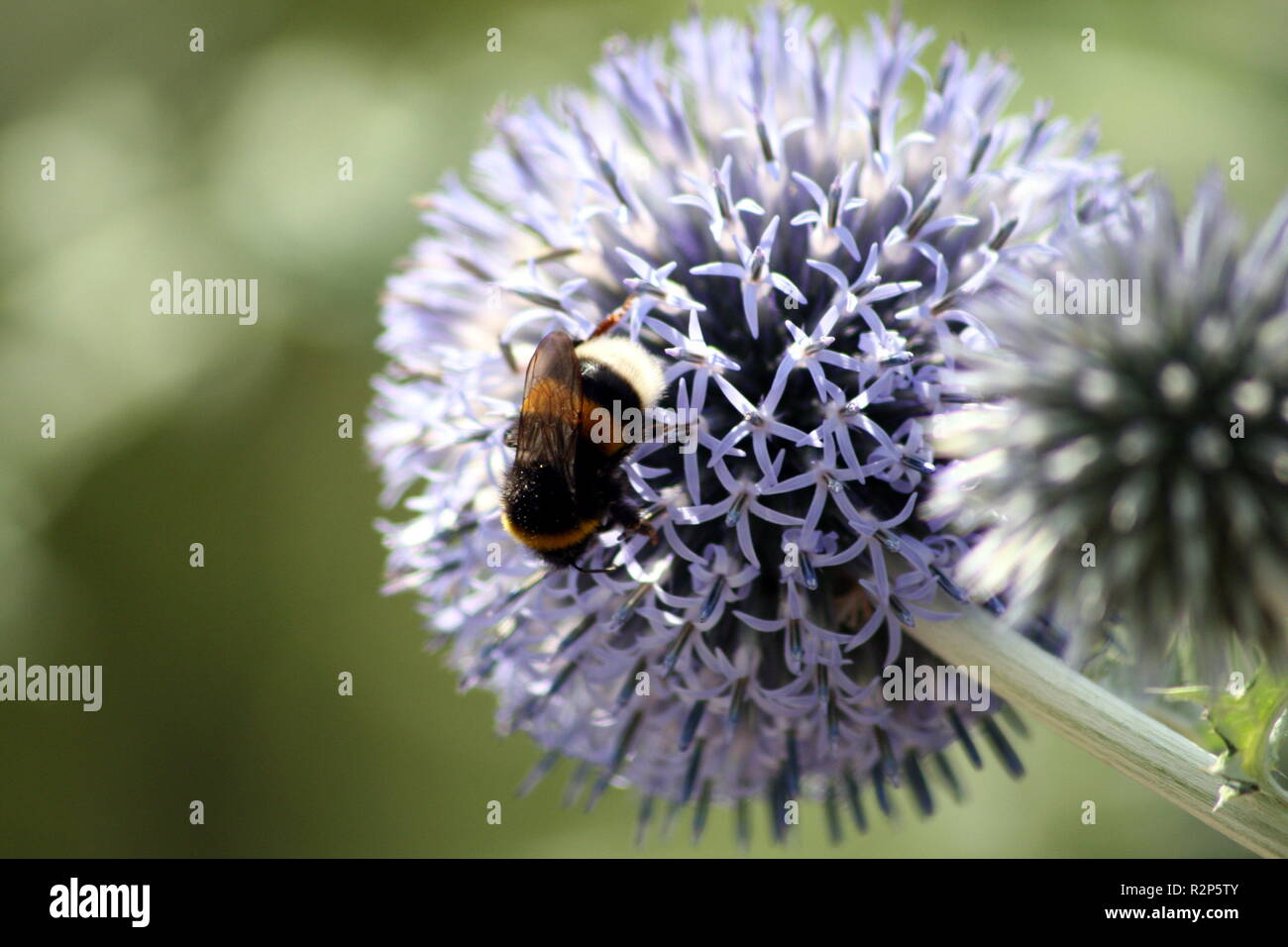Pollen collector insects hi-res stock photography and images - Alamy