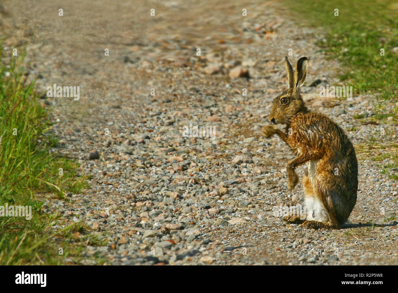 Hare pose hi-res stock photography and images - Alamy