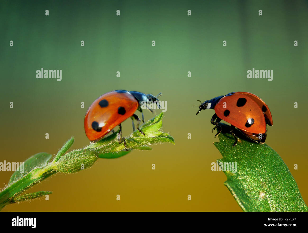 Wing of ladybug hi-res stock photography and images - Alamy