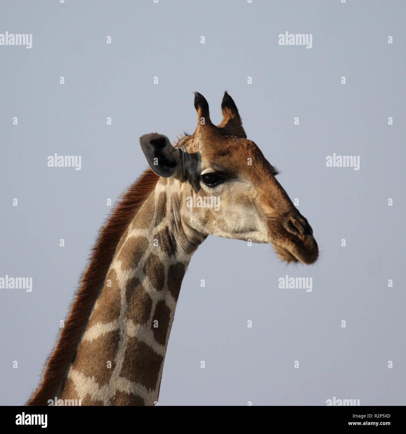 Yellow spotted giraffe hi-res stock photography and images - Alamy