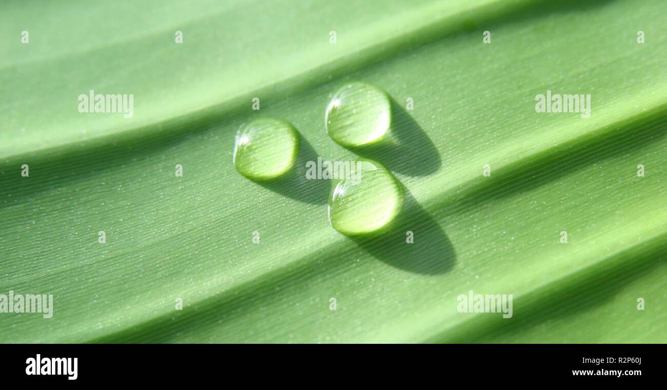 Rotund body hi-res stock photography and images - Alamy