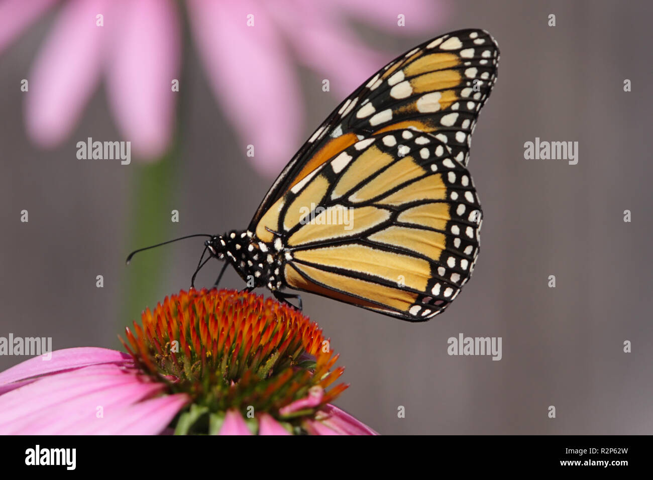 Monarch Butterfly Cone Flowers High Resolution Stock Photography and ...