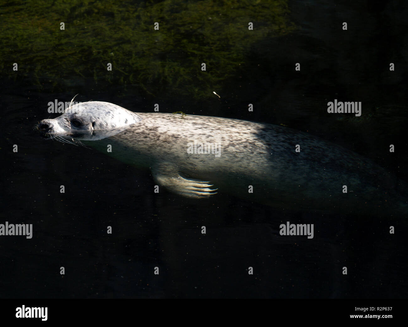 i feel good Stock Photo - Alamy