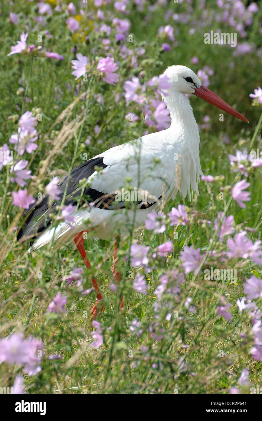 Animals bleed hi-res stock photography and images - Alamy