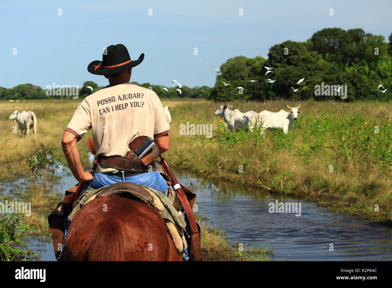 Cowboy with cows hi-res stock photography and images - Alamy