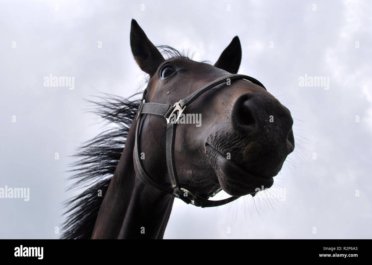 Funny portrait horse mane hi-res stock photography and images - Alamy